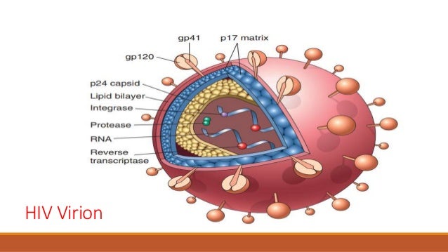 Pathogenesis of HIV