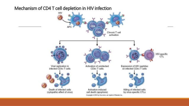 Pathogenesis of HIV