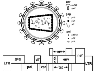 HIV INFECTION/AIDS - introduction, types | PDF