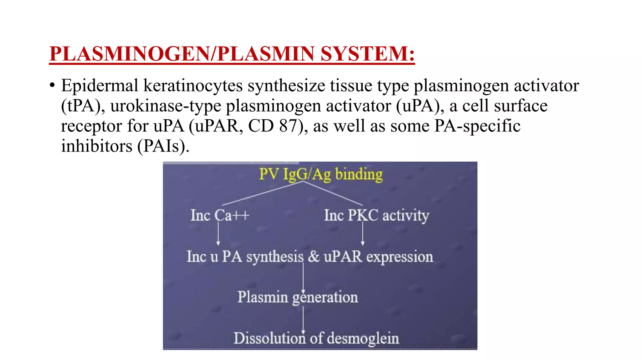 PATHOGENESIS OF IMMUNOBULLOUS DISORDERS AND UPDATES copy.pptx