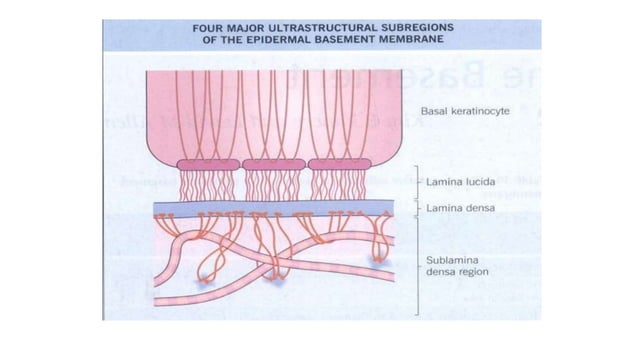 PATHOGENESIS OF IMMUNOBULLOUS DISORDERS AND UPDATES copy.pptx | Skin ...