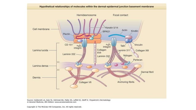 PATHOGENESIS OF IMMUNOBULLOUS DISORDERS AND UPDATES copy.pptx | Skin ...