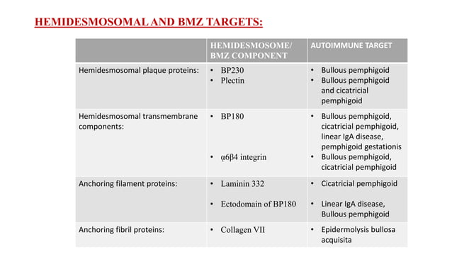 PATHOGENESIS OF IMMUNOBULLOUS DISORDERS AND UPDATES copy.pptx | Skin ...