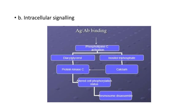 PATHOGENESIS OF IMMUNOBULLOUS DISORDERS AND UPDATES copy.pptx | Skin ...