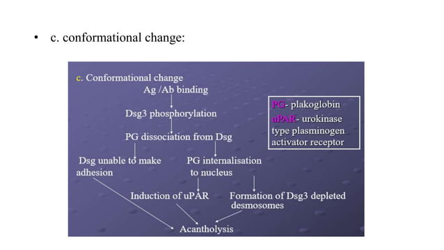 PATHOGENESIS OF IMMUNOBULLOUS DISORDERS AND UPDATES copy.pptx | Skin ...