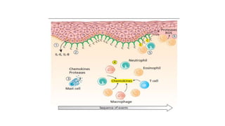 PATHOGENESIS OF IMMUNOBULLOUS DISORDERS AND UPDATES copy.pptx