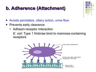 Pathogenesis of infection | PPT