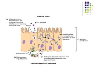 Pathogenesis of infection | PPT