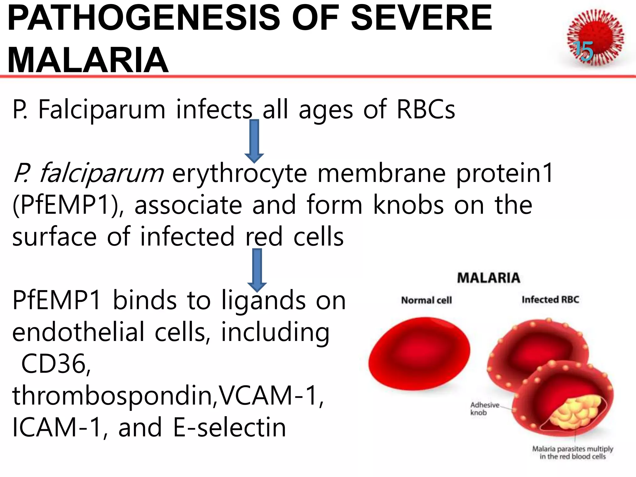 Pathogenesis of malaria | PPTX