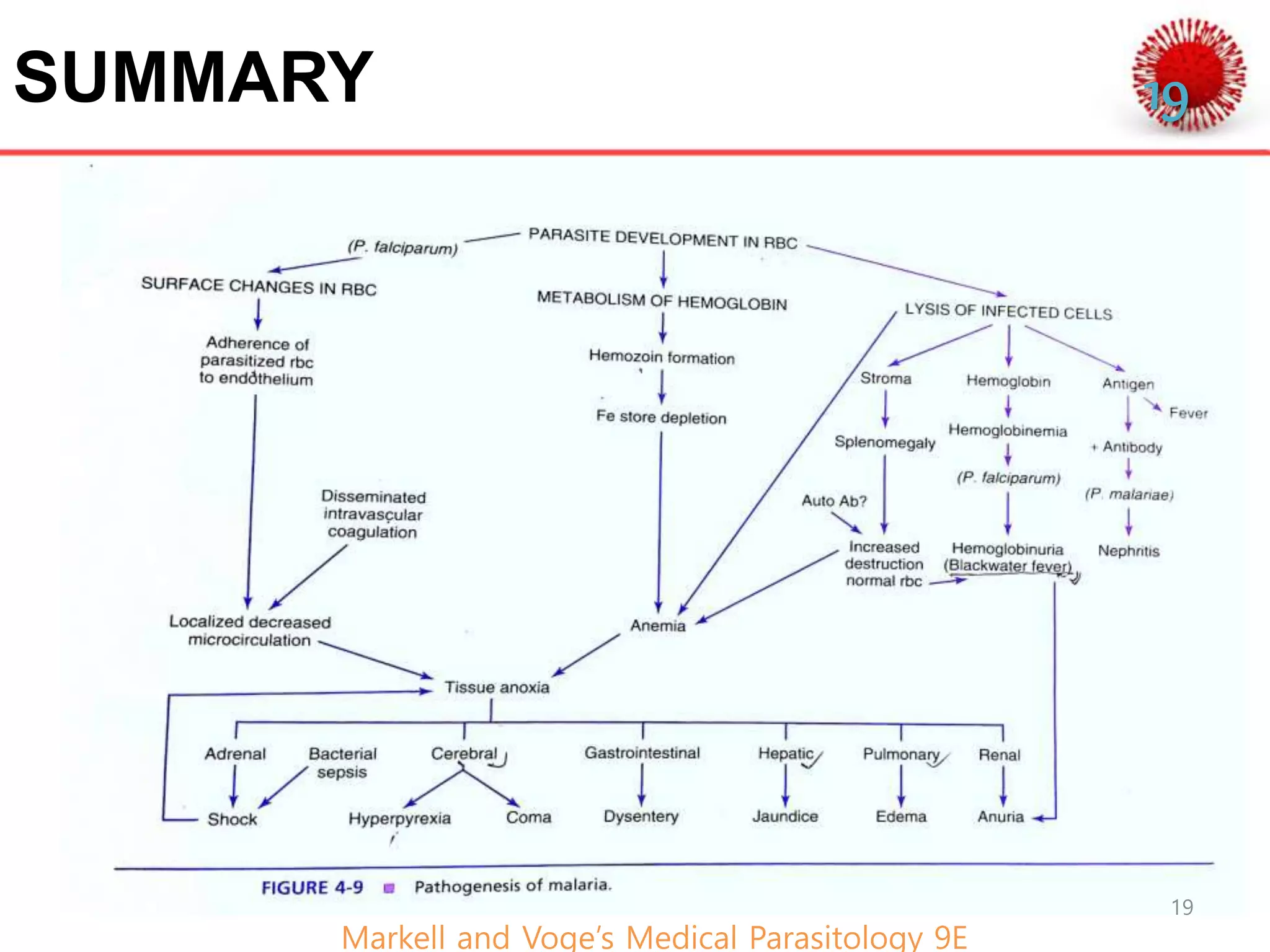 Pathogenesis of malaria | PPTX