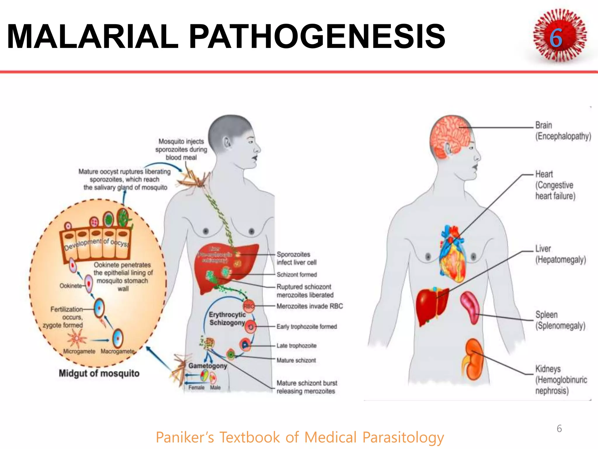 Pathogenesis of malaria | PPTX