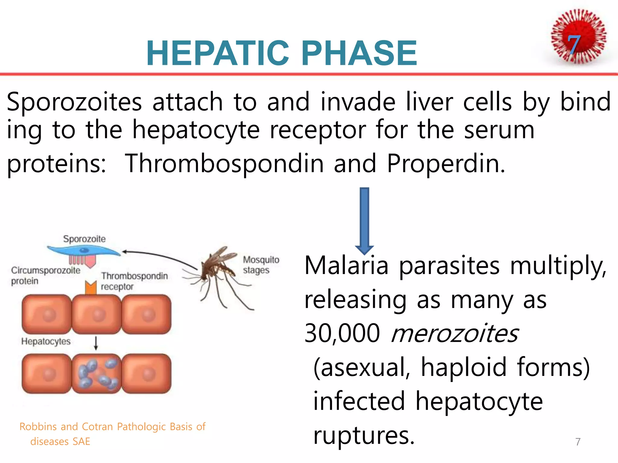 Pathogenesis of malaria | PPTX