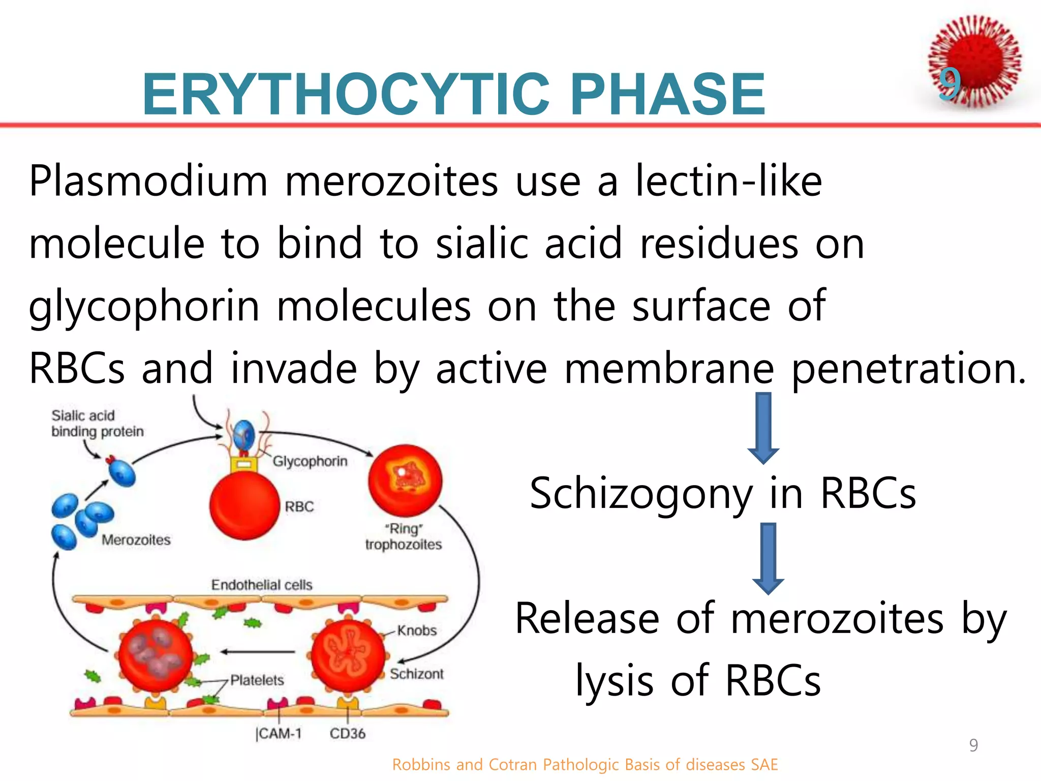 Pathogenesis of malaria | PPTX