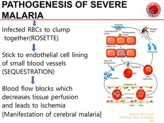 Pathogenesis of malaria | PPTX