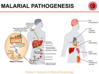 Pathogenesis of malaria | PPTX