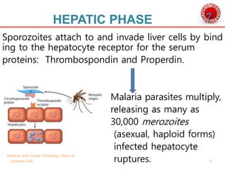 Pathogenesis of malaria | PPTX