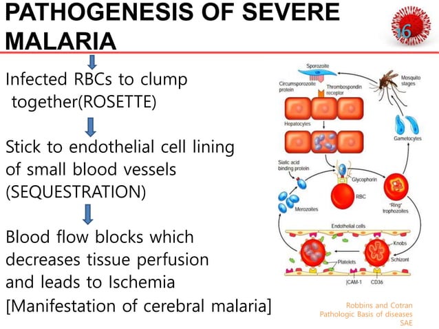 Pathogenesis of malaria