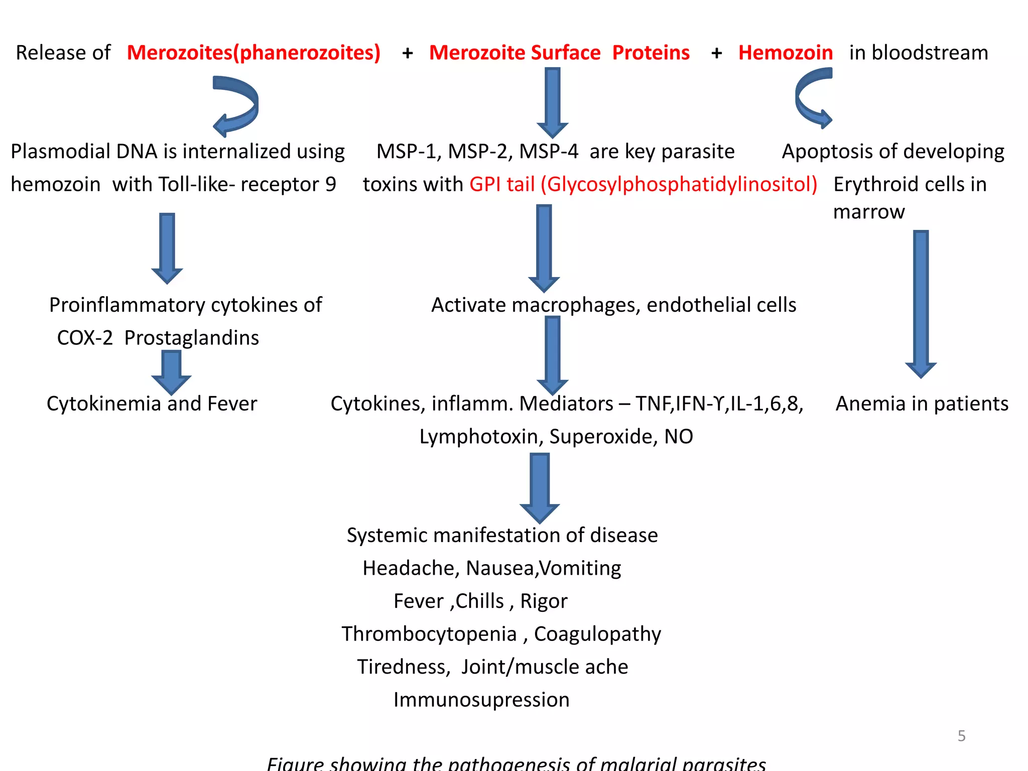 Pathogenesis of Malarial Parasites-Saral | PPTX