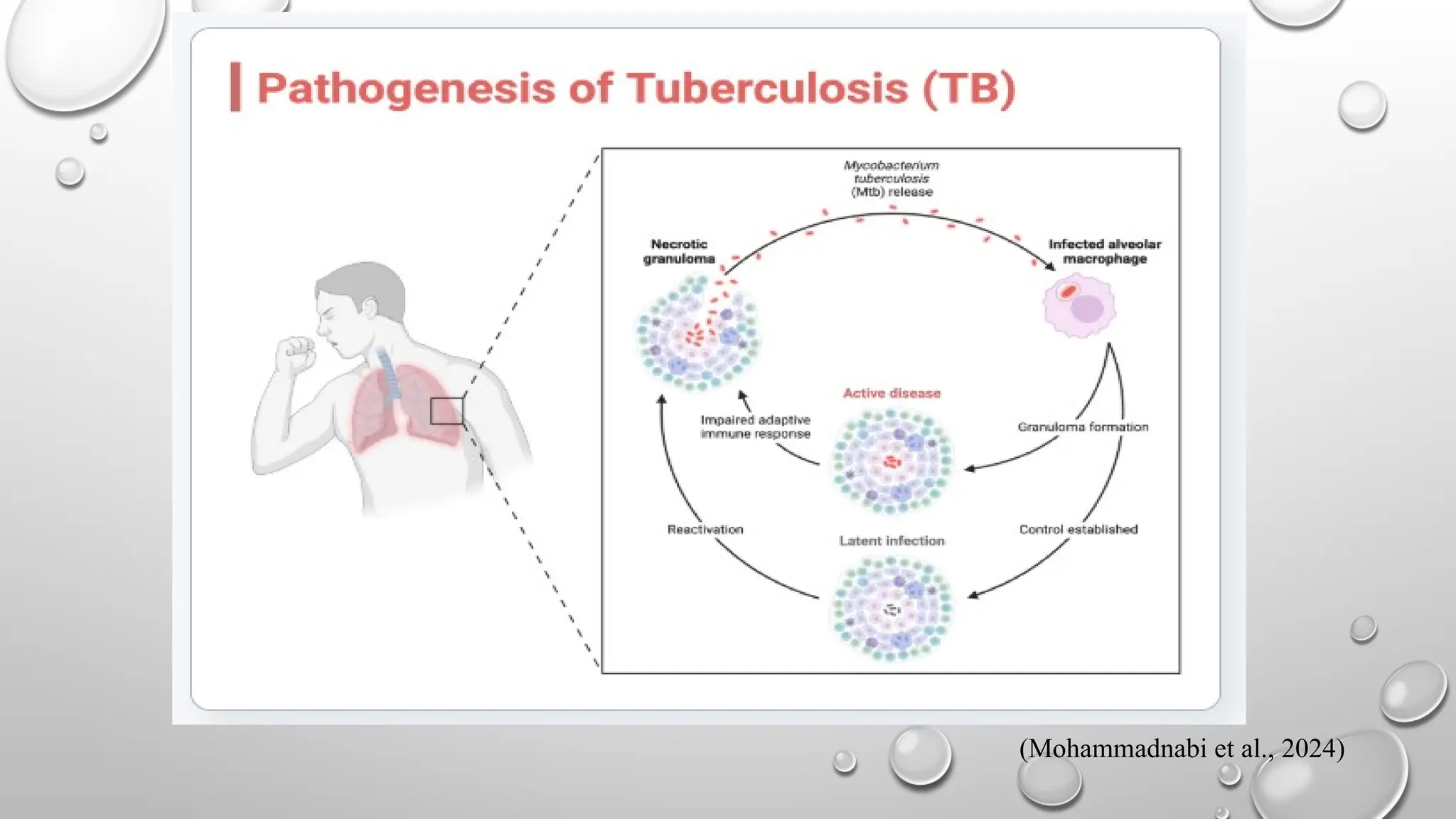 Pathogenesis of Mycobacterium Tuberculosis.pptx