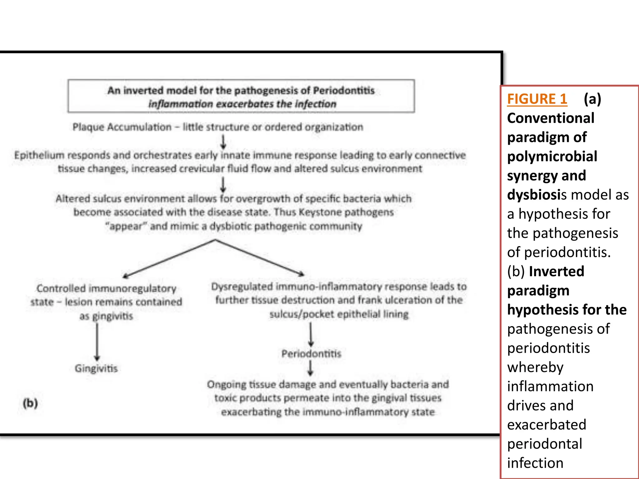 pathogenesis of periodontal.pptx