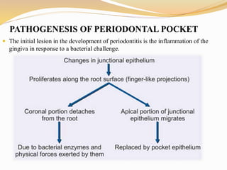 Pathogenesis of plaque associated periodontal disease | PPTX