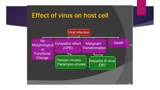 pathogenesis of viruses and host defense sk (1).pptx