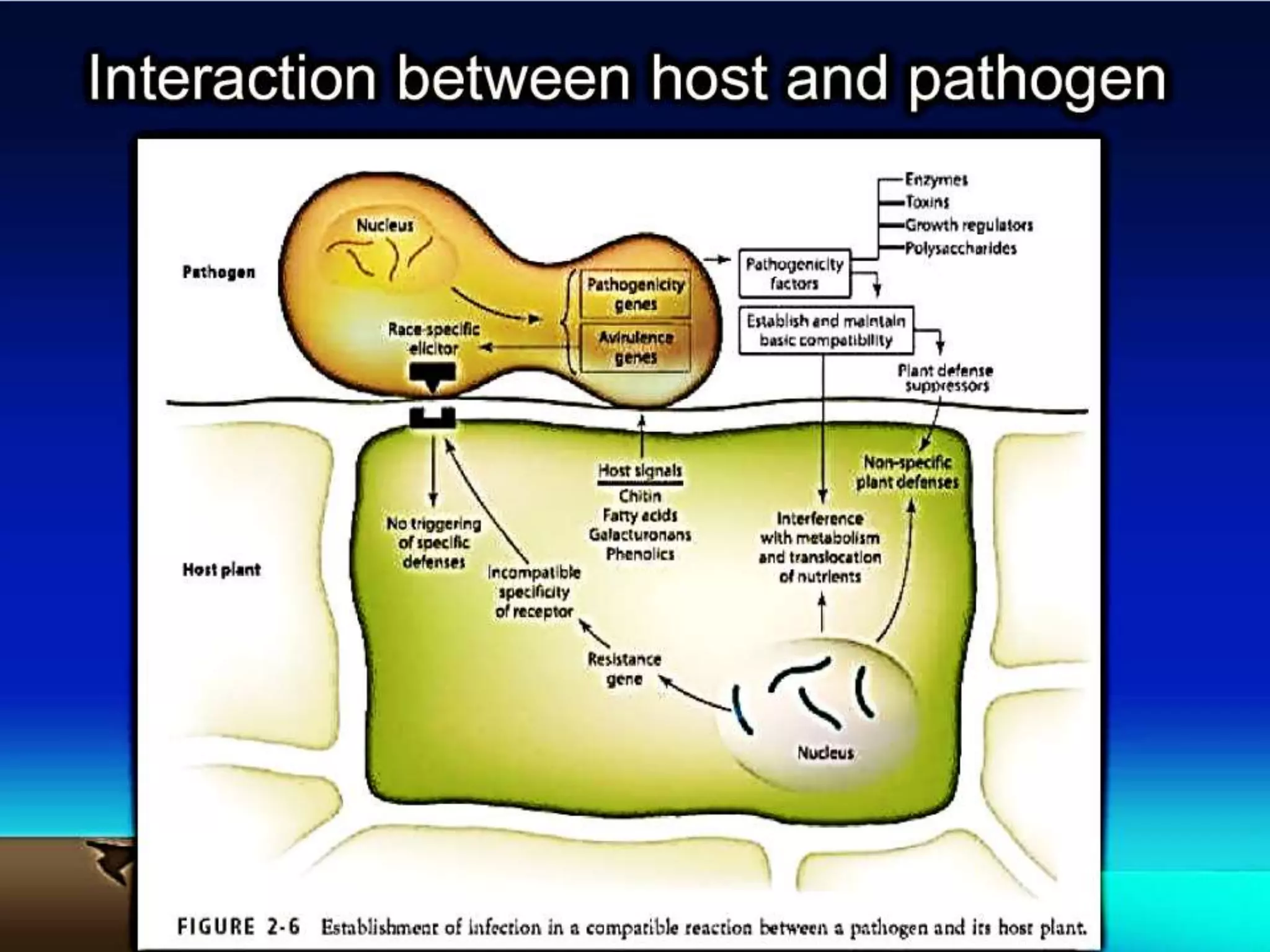 Pathogenesis | PPTX | Infectious Diseases | Diseases and Conditions