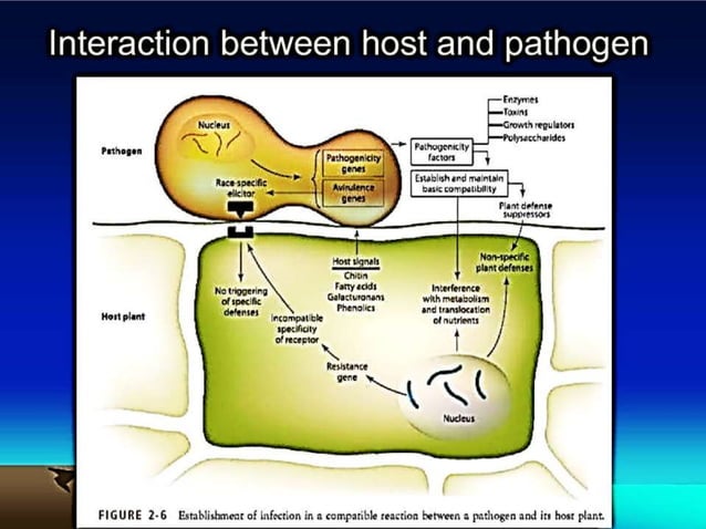 Pathogenesis | PPTX | Infectious Diseases | Diseases and Conditions