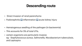 Pathogenesis uti (urinary tract infection) .pdf