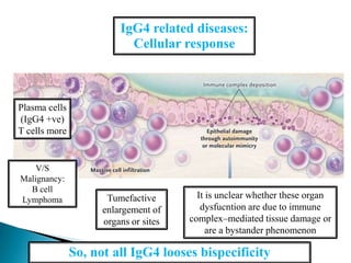 Pathogenetic issues of IgG4 related diseases | PPTX