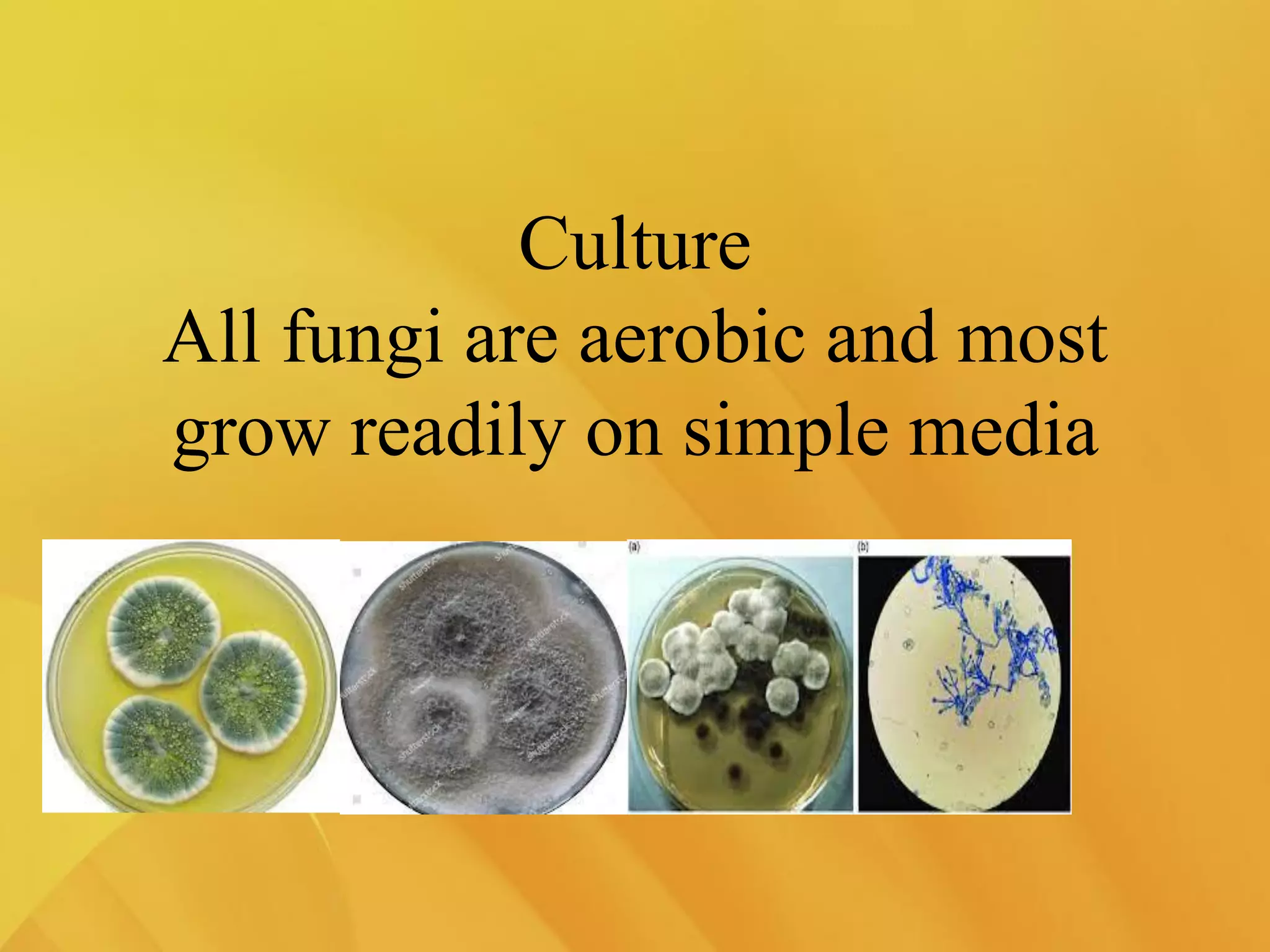 pathogenicfungi. | PDF