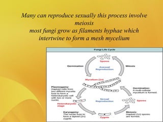 pathogenicfungi. | PDF