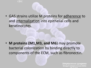 Pathogenic mechanishm of group a streptococcus | PPTX