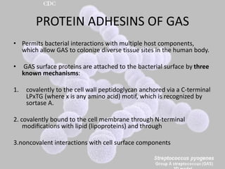 Pathogenic mechanishm of group a streptococcus | PPTX
