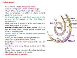 Pathogenic nemadodes & disease.pptx