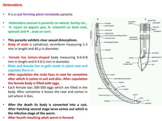 Pathogenic nemadodes & disease.pptx