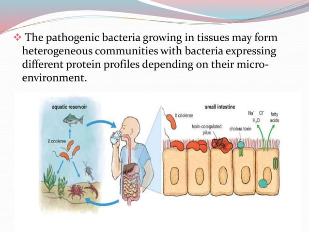 Pathogenic & Non pathogenic organisms.pptx | Infectious Diseases ...