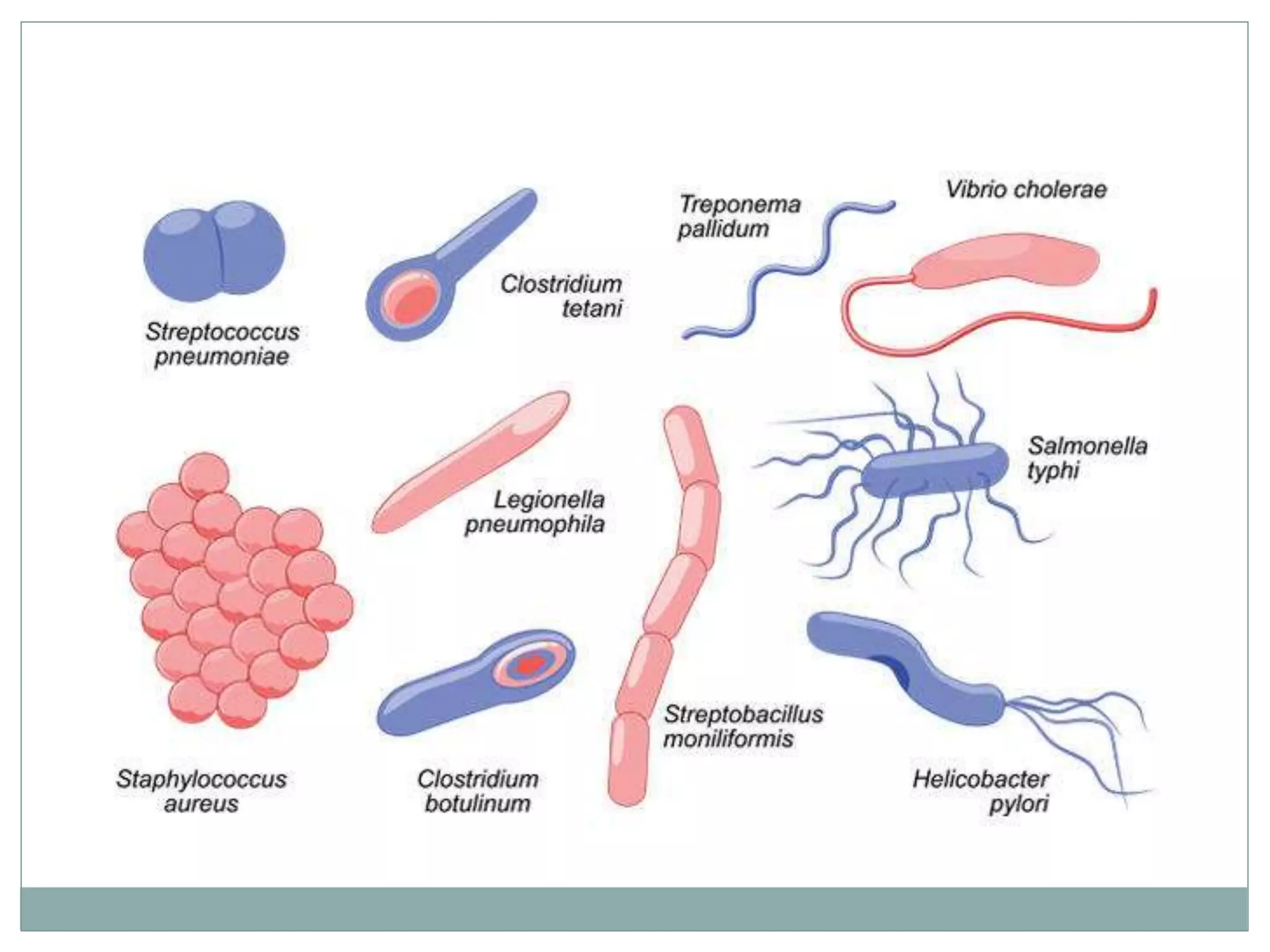Pathogenic organism | PPTX