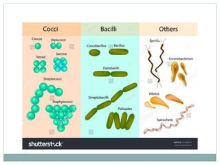 Pathogenic organism | PPTX