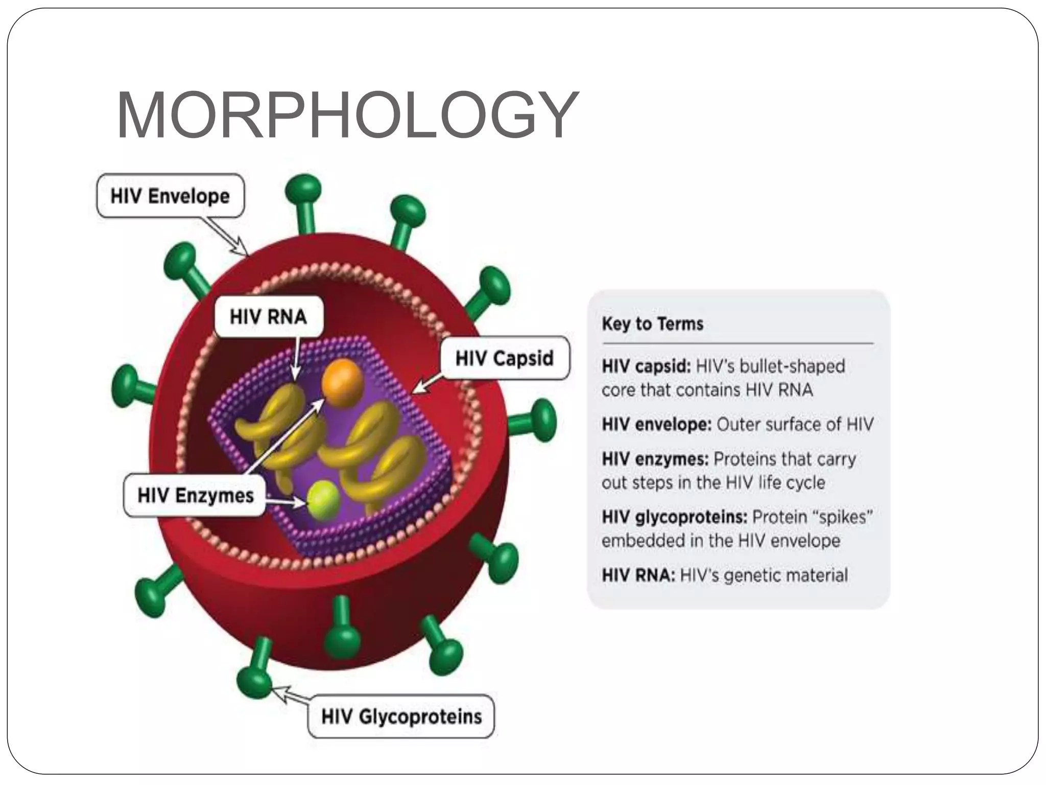 Pathogenisis of aids | PPT