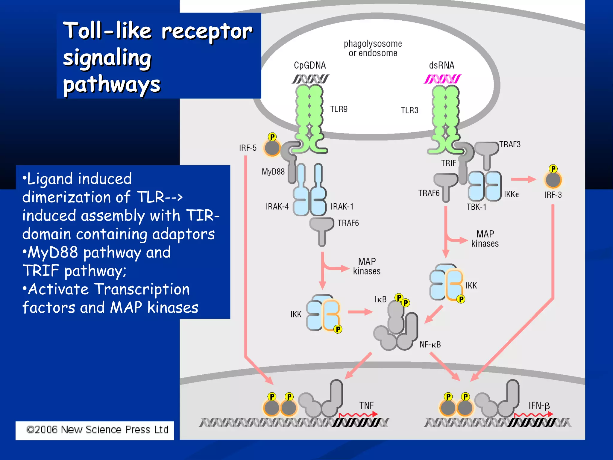Pathogen recognition | PPT