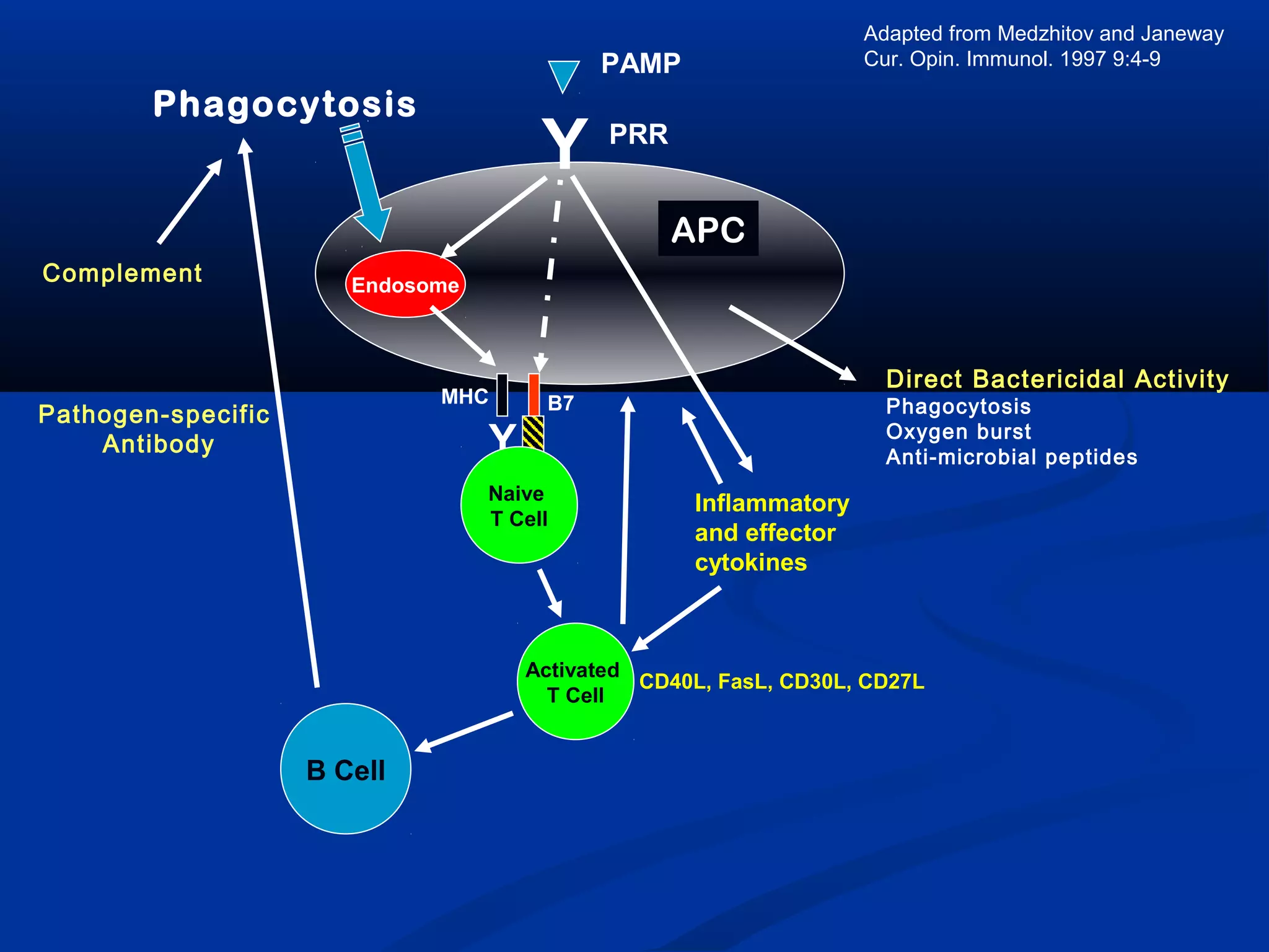 Pathogen recognition | PPT