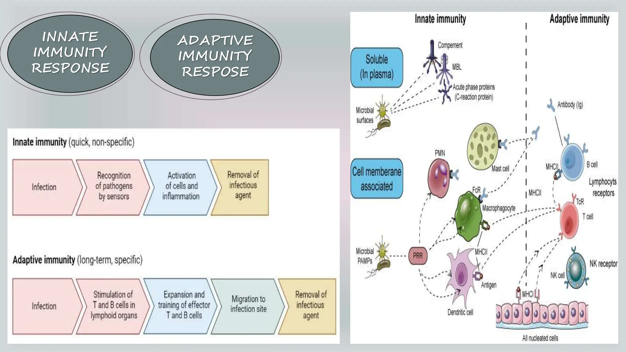 Pathogen Recognition Receptors (PRRS) & Pathogen Associated Molecular ...