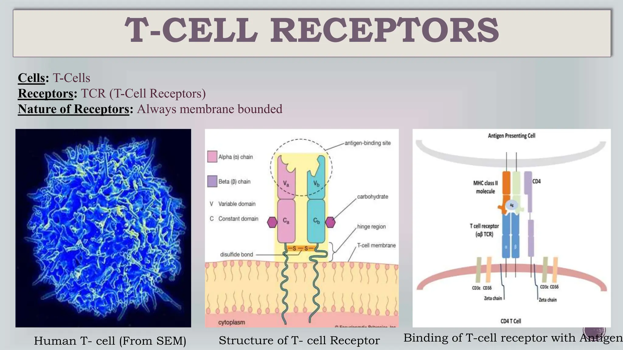 Pathogen Recognition Receptors (PRRS) & Pathogen Associated Molecular ...