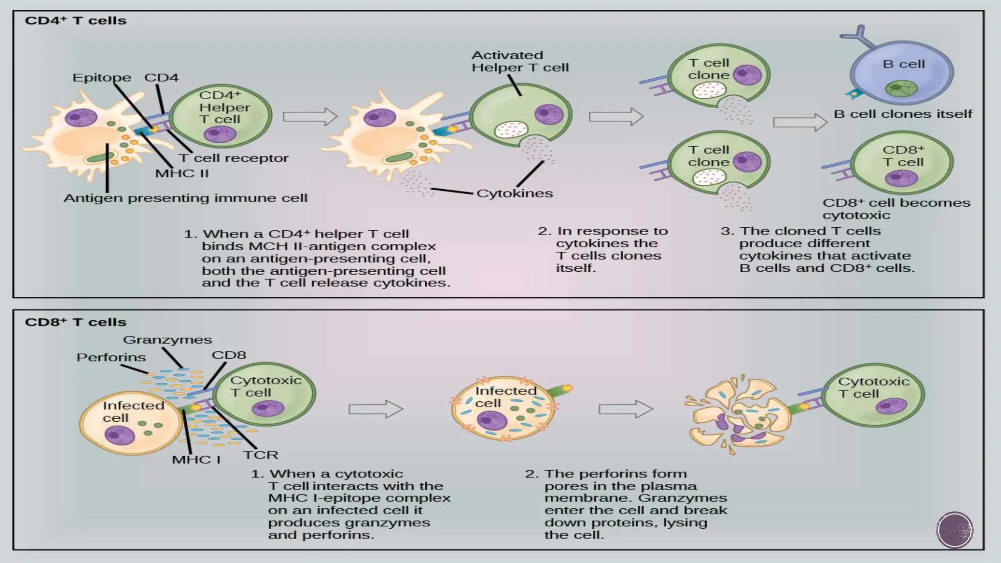 Pathogen Recognition Receptors (PRRS) & Pathogen Associated Molecular ...