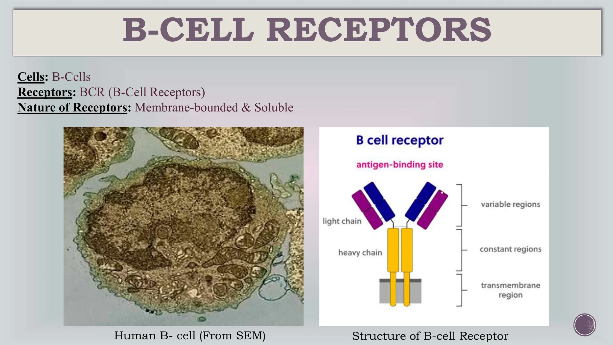 Pathogen Recognition Receptors (PRRS) & Pathogen Associated Molecular Patterns (PAMPS).pptx