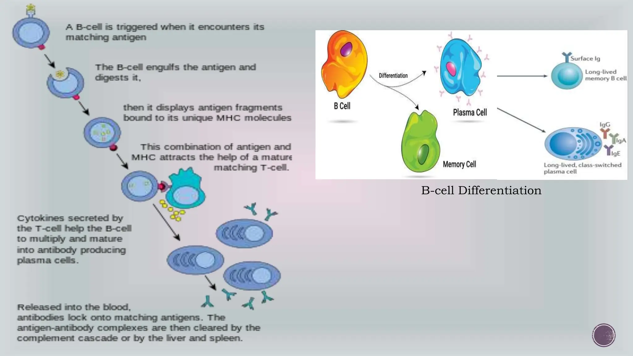 Pathogen Recognition Receptors (PRRS) & Pathogen Associated Molecular ...