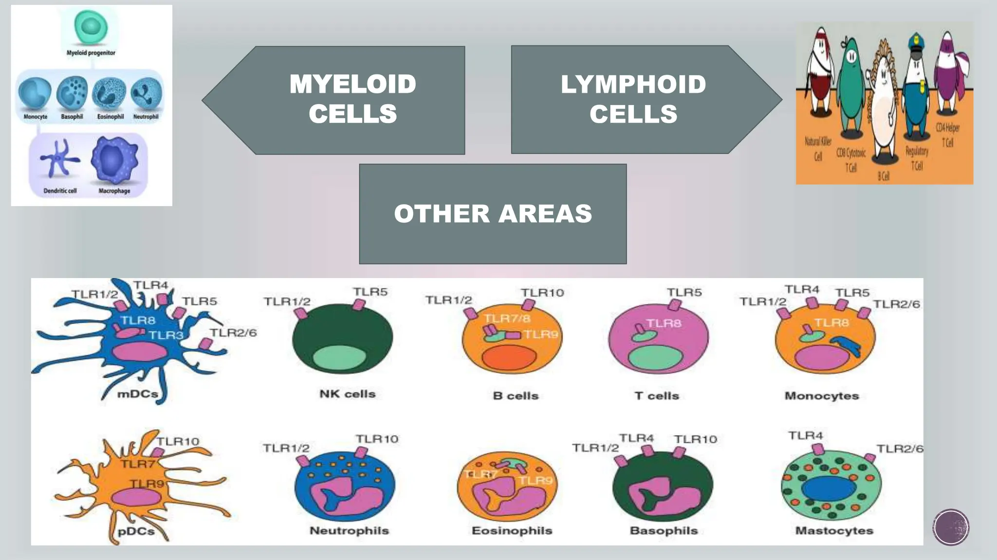 Pathogen Recognition Receptors (PRRS) & Pathogen Associated Molecular ...