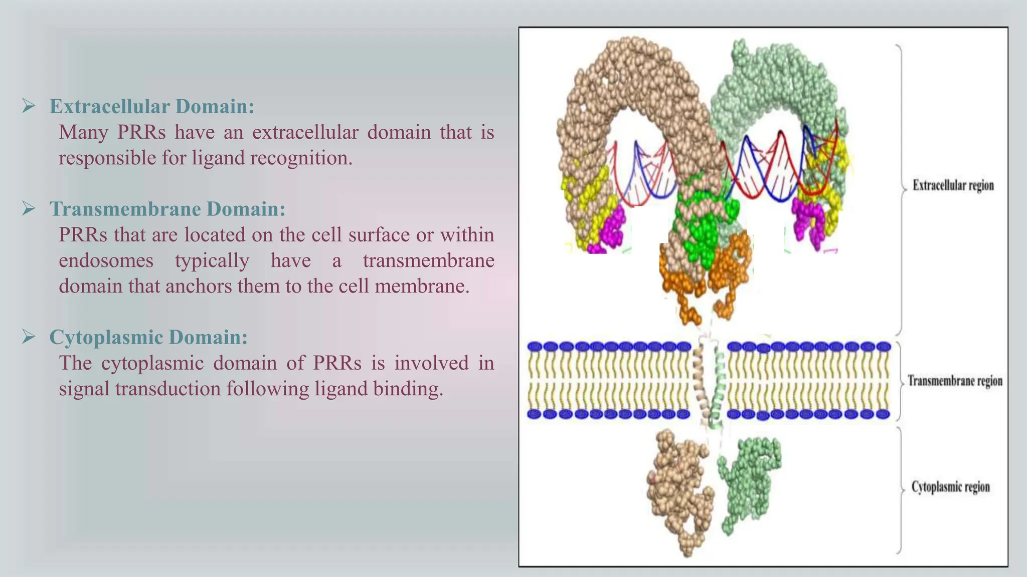 Pathogen Recognition Receptors (PRRS) & Pathogen Associated Molecular Patterns (PAMPS).pptx