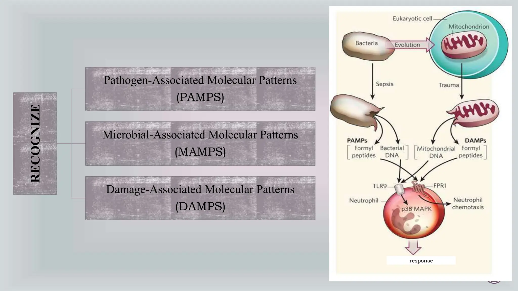 Pathogen Recognition Receptors Prrs And Pathogen Associated Molecular